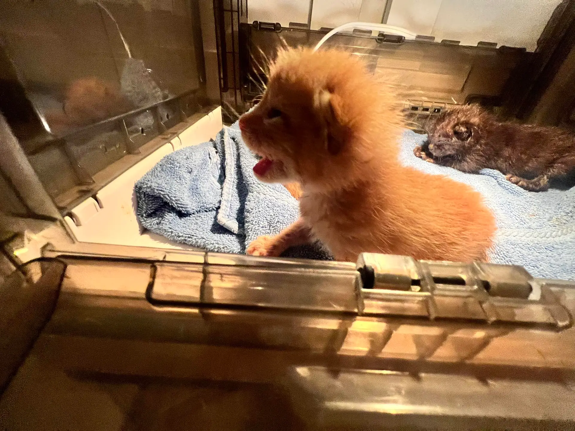 What TNR Is and Why It Matters in Shreveport/Bossier - The Kitten Cradle